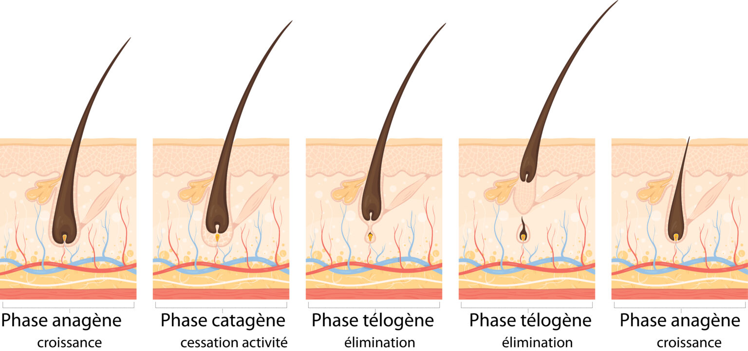 Comprendre ses cheveux - Les Petits Solides